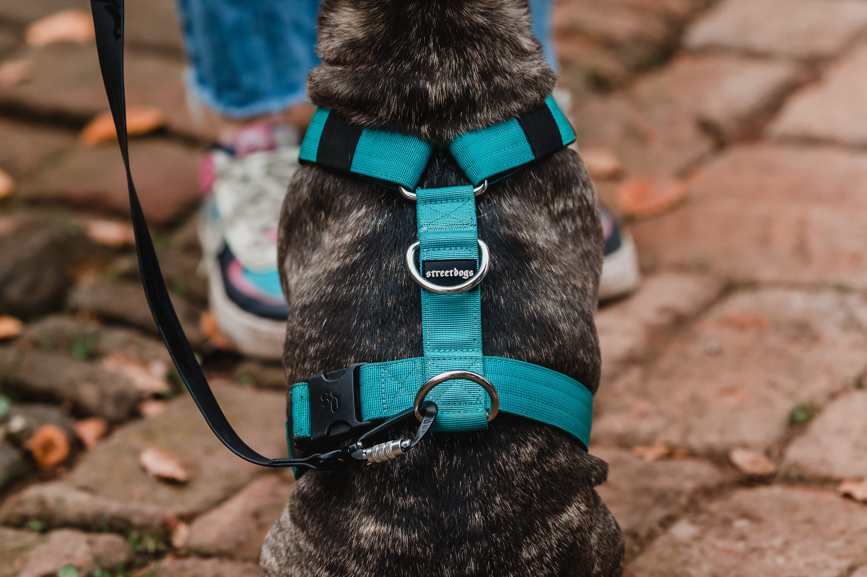 Cómo Poner el Arnés a tu Perro: Pasos Sencillos para un Paseo Cómodo ...